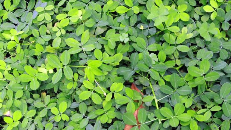 Production de plantes vivaces : les étapes essentielles à suivre - Ma ...
